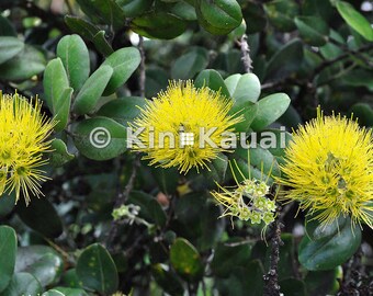 Lehua flower | Etsy