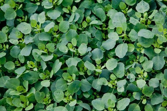 50 PAPALO seeds Porophyllum ruderale Mexican herb with