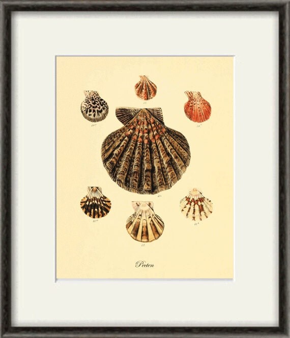 Antique Sea shell art print Sea beach art nautical print Ocean