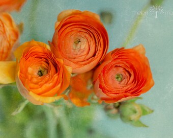 Blue ranunculus | Etsy