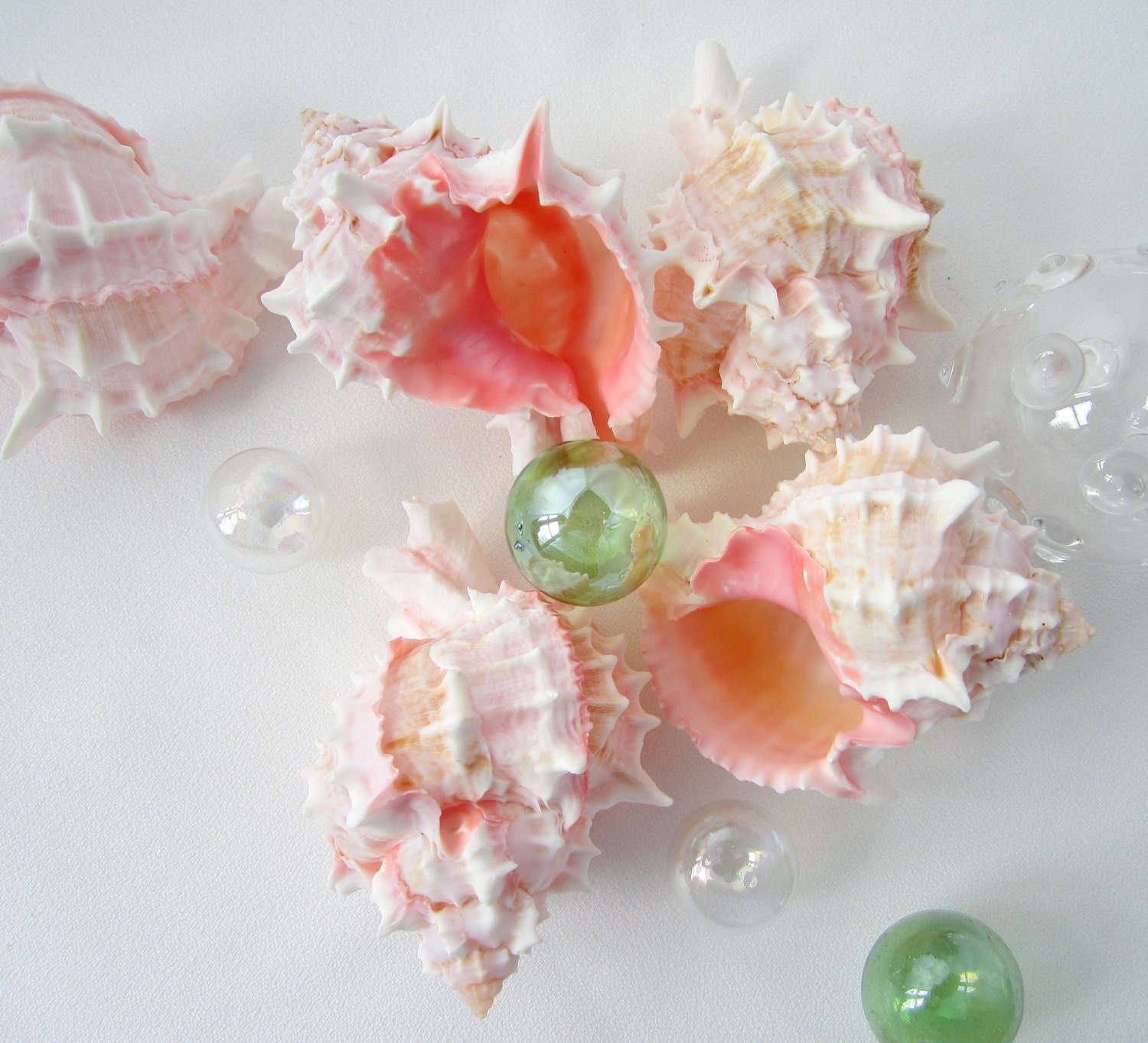 Beach Decor Pink Specimen Seashell Nautical Pink Murex
