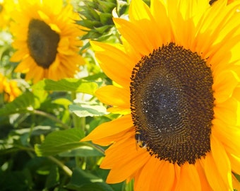 Rare sunflower seeds | Etsy