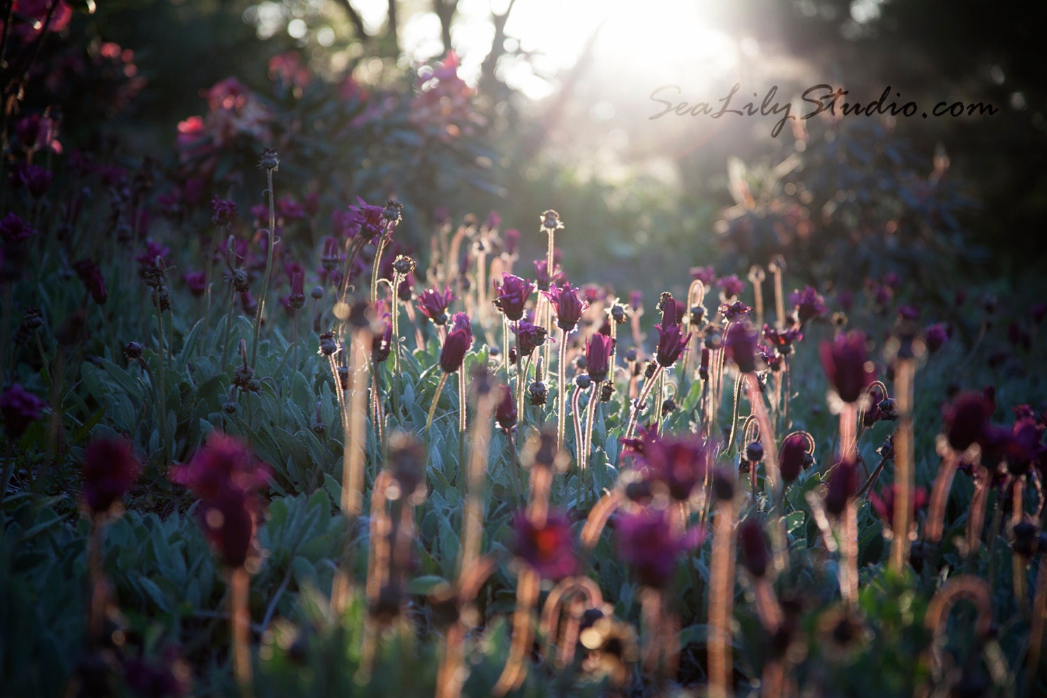 Backlight : flower photo backlit photography floral field sun
