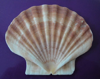 Flat sea shells | Etsy