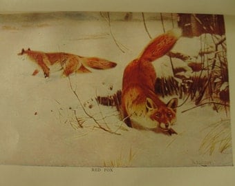 Popular items for vintage fox print on Etsy