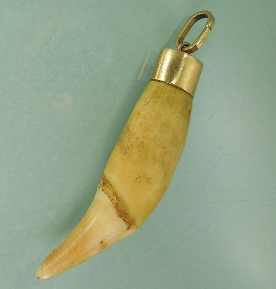 1890 Victorian Anglo Indian 14K Gold Tiger Tooth by LoucheLuxe