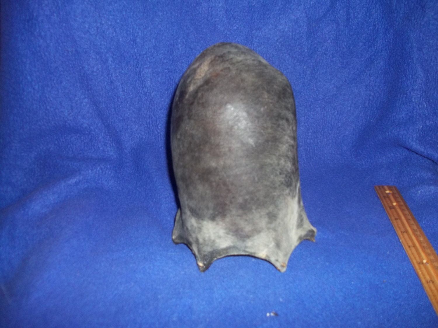 Real Bull Scrotum Bag animal part taxidermy nut sack