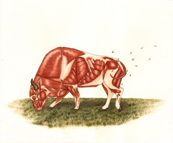 Items similar to Bison Anatomy Illustration original fine art framed ...