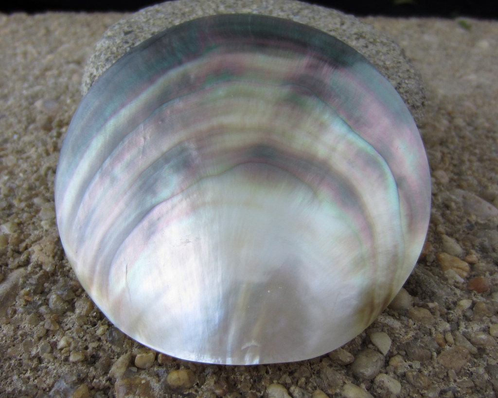 90 mm Natural Mother of Pearl Black Lip Shell Summer