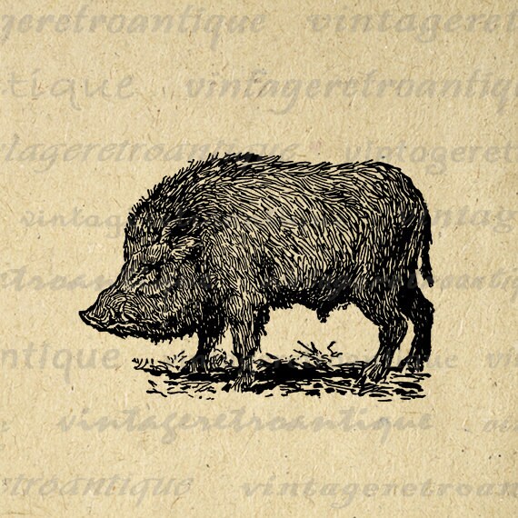 Printable Wild Boar Digital Image Antique by VintageRetroAntique