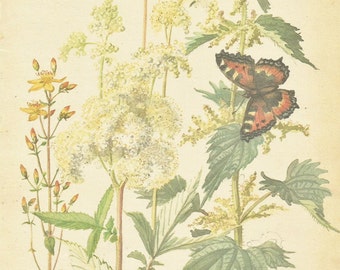 Edith holden print | Etsy