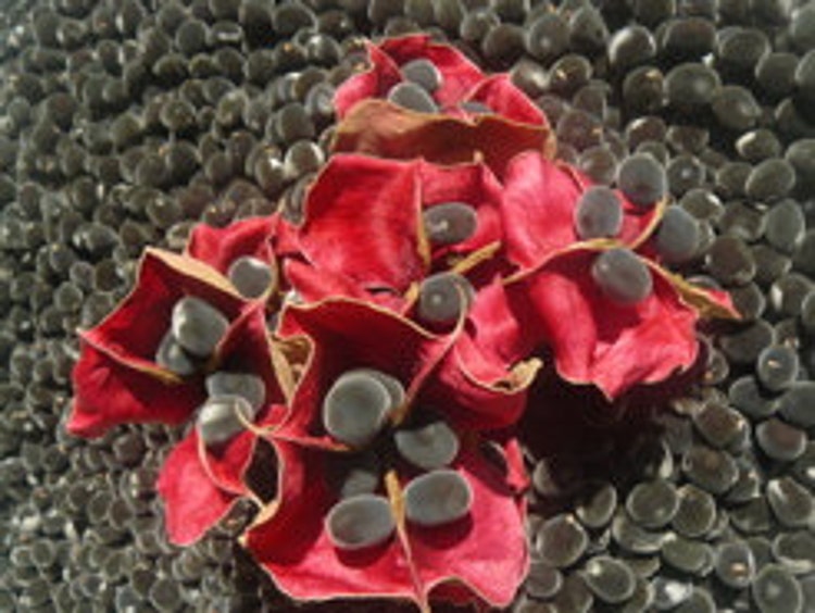 100 Drilled Mgambo Beads/ Mgambo Seeds. by xShineCrystalsx