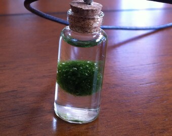 Popular items for moss for terrariums on Etsy