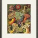 Sea anemone nautical print vintage art nautical art Ocean art