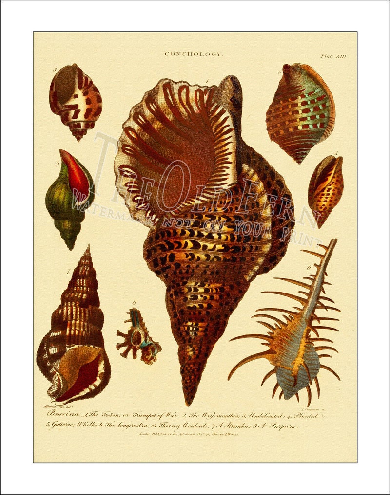 Conch Shell 08 Vintage Antique Seashell Print Sea by TheOldFern