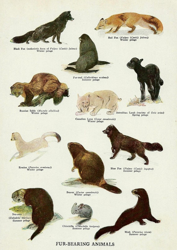 Vintage Animal Illustration 1940's Fur Bearing Animals