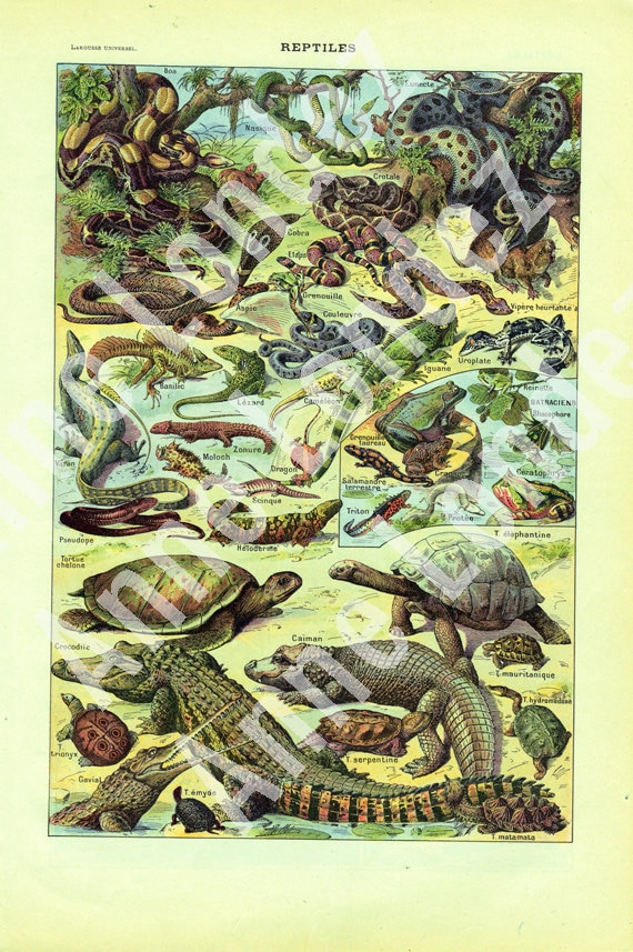 1922 Vintage Reptiles poster VIntage Snake wall art Reptiles