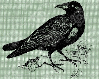 Raven illustration | Etsy