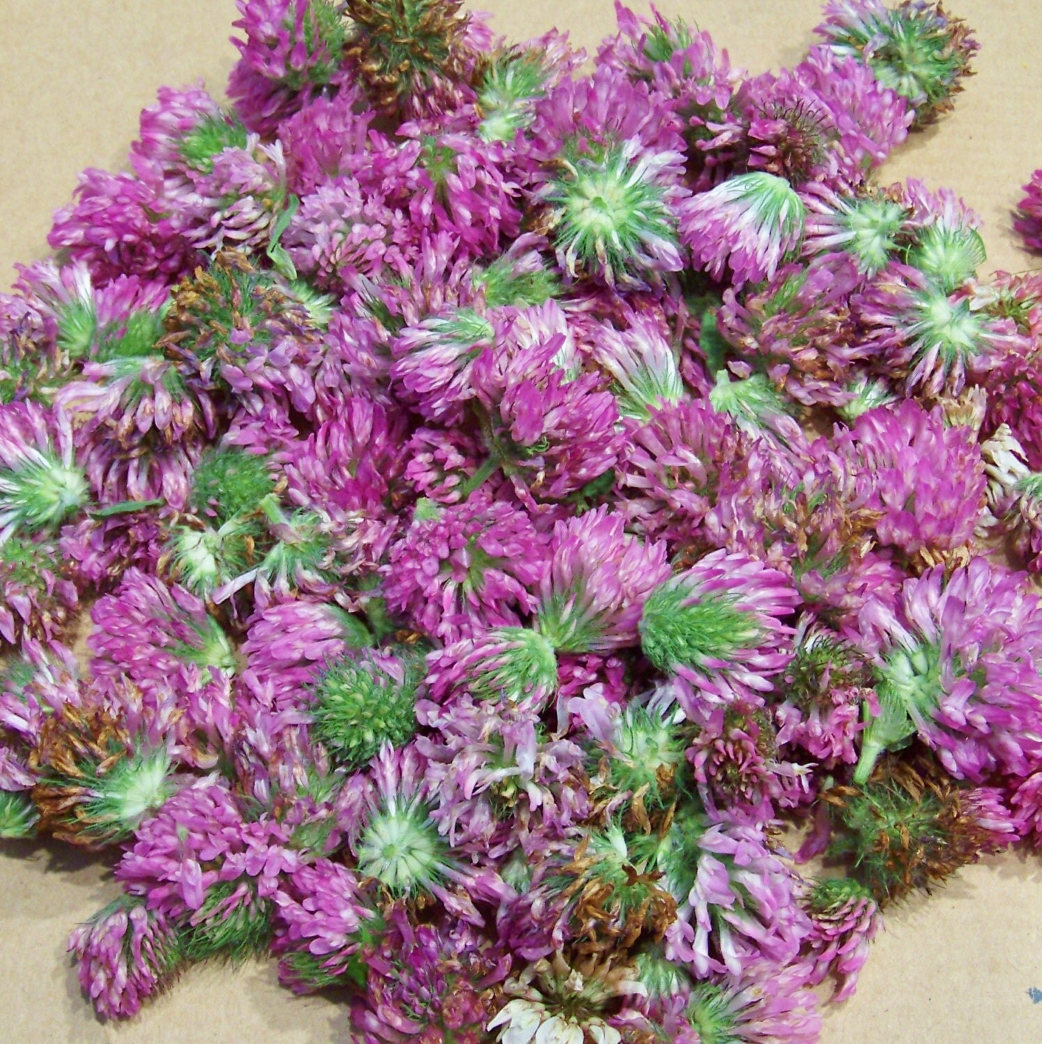 Red Clover One Ounce Organic Dried Flowers by botanicallampshades