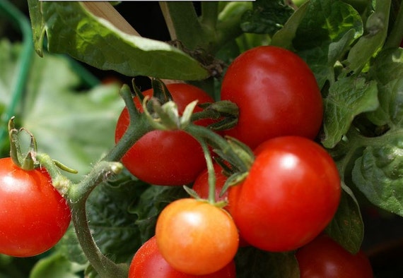Tomato Red Sun Cherry Tomato Seeds by thegardenstudio on Etsy Tomato Red Sun Cherry Tomato Seeds by thegardenstudio on Etsy