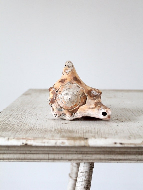 Vintage Conch Shell Natural Seashell by 86home on Etsy