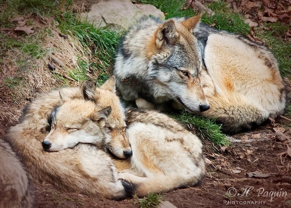 Louveteaux bébés loups avec leur mère Photo 5x7 Décor