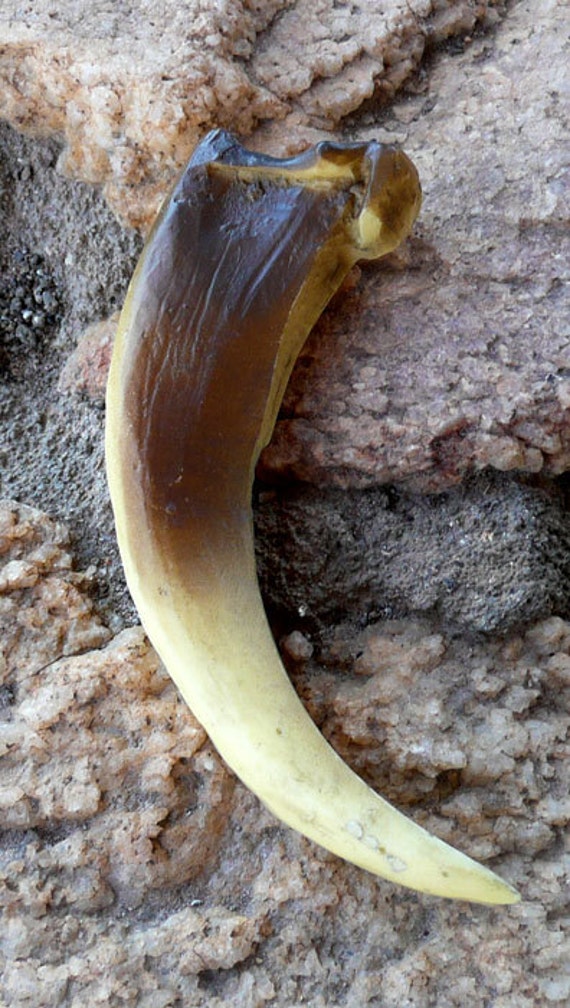 Garra de oso Kodiak 5.5 en reproducción resina gran estilo