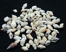 Popular items for craft shells on Etsy