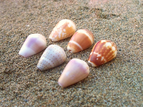6 Colorful Authentic Hawaiian Cone Shells from Maui Seashell