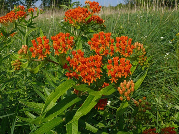 Seed pod of Butterfly weed milkweed graphite by GehrieBotanica