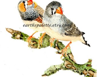 Zebra finch | Etsy