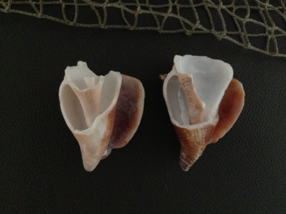 Two Large Unique Pieces of Broken Conch Shells