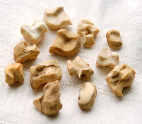 25 deer knee carpal and tarsal bones no.1c by treasurehider