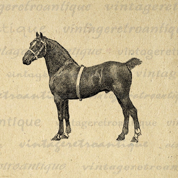 Items similar to Printable Image Hackney Stallion Horse Download ...