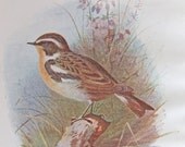 Items similar to Whinchat - Bird Print by A. Thorburn - Antique Bird ...