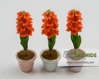 Miniature hyacinth | Etsy