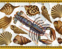 Popular items for shell die cut on Etsy