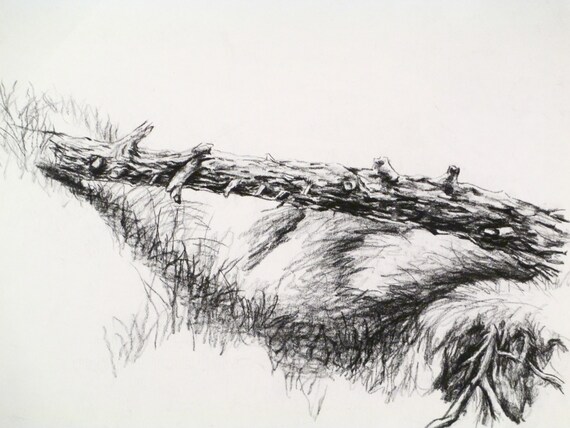 Fallen Log Drawing
