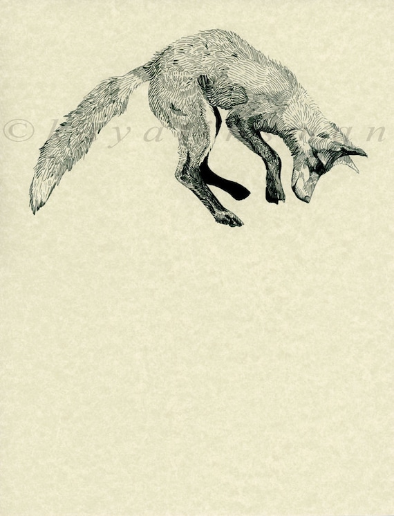 Fox Jumping Drawing