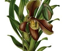 Unique orchid drawing related items | Etsy