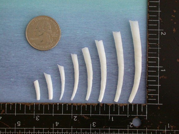 Dentalium Shells Tusk Shells Native American Craft Supplies