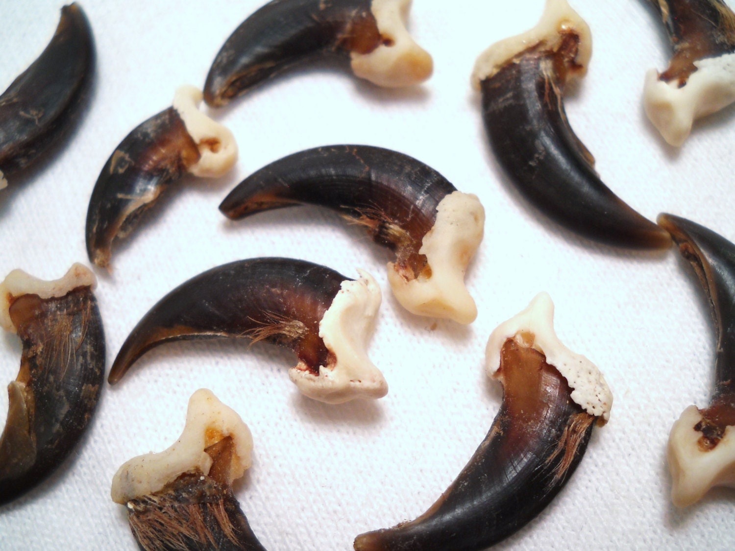 5 Coyote Claws Real Bone Taxidermy Genuine Bones