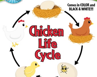 Popular items for chicken life cycle on Etsy