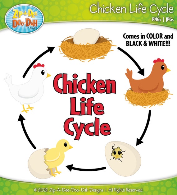 Items Similar To Chicken Life Cycle Clipart Set Includes 22 Graphics 