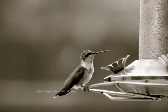 Items similar to Hummingbird Photography Print on Etsy