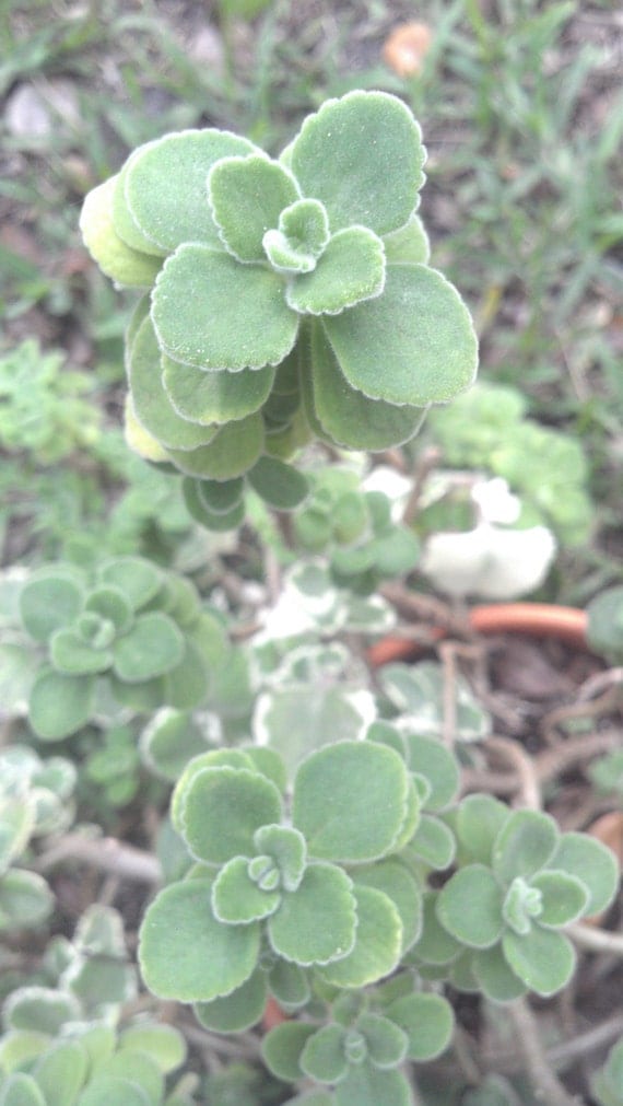VapoRub planta rara de Vick / Plectranthus Tomentosa orgánico repele ...