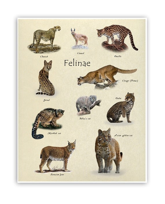 Felinae - Alchetron, The Free Social Encyclopedia