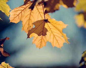 Winter Photography nature neutral beige pale light by Lori411