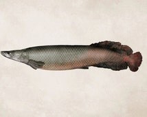 Popular items for freshwater fish on Etsy