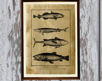 Vintage fish print | Etsy